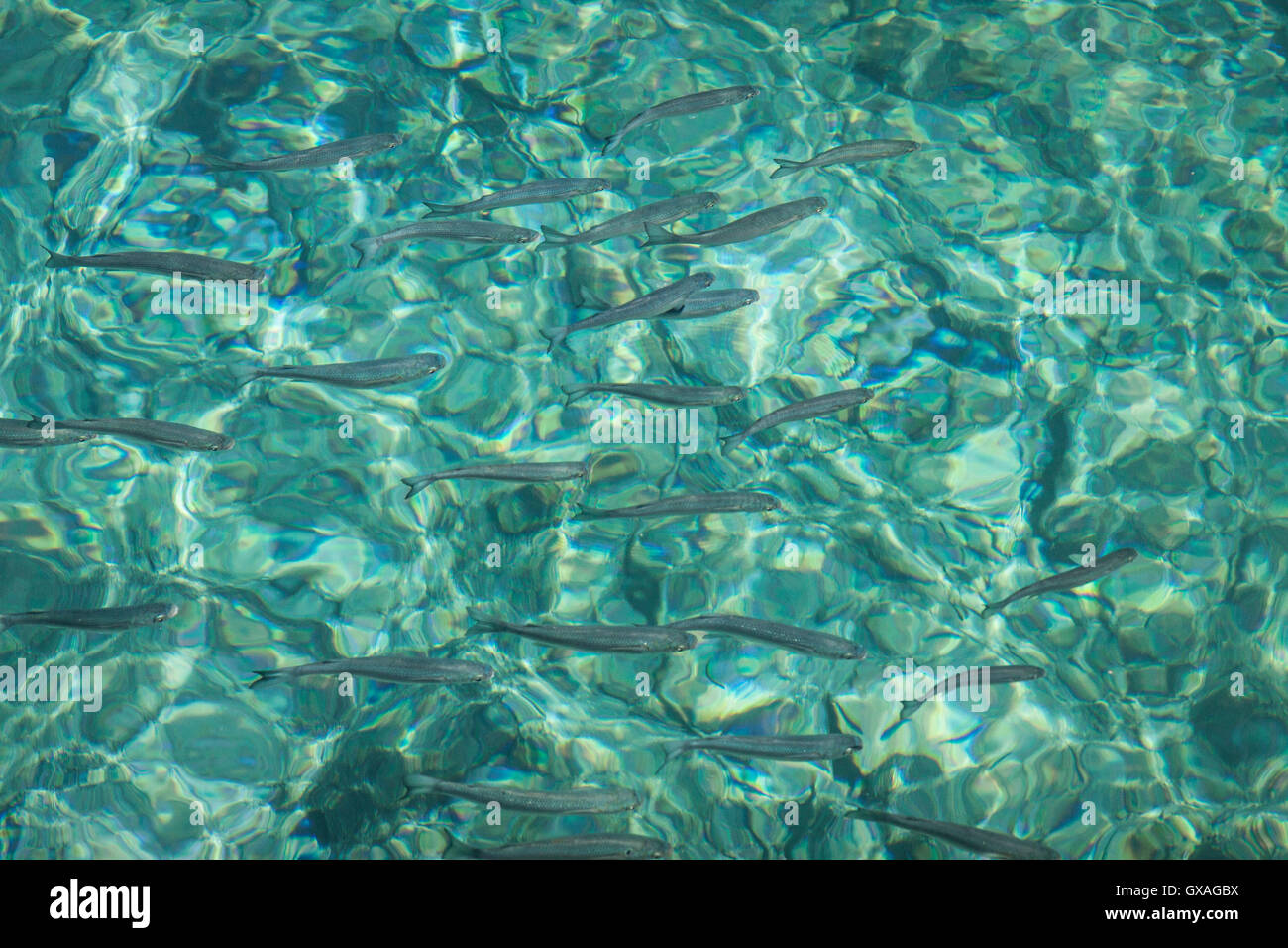 Aegean fish hi-res stock photography and images - Alamy