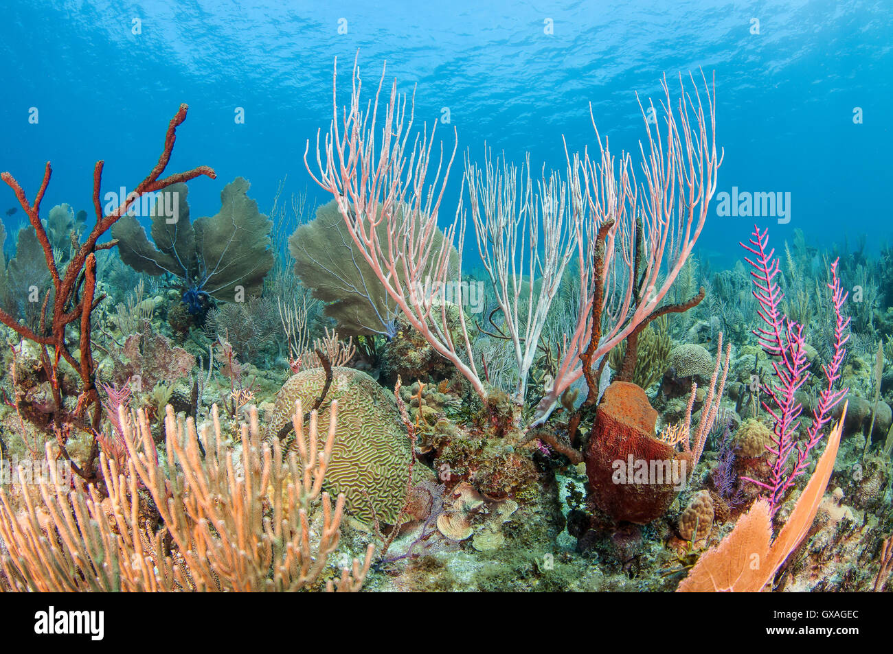 Coral reef formations at the Gardens of the Queens Marine Reserve, Cuba ...
