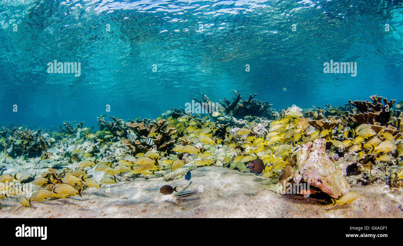Coral reef formations at the Gardens of the Queens Marine Reserve, Cuba ...