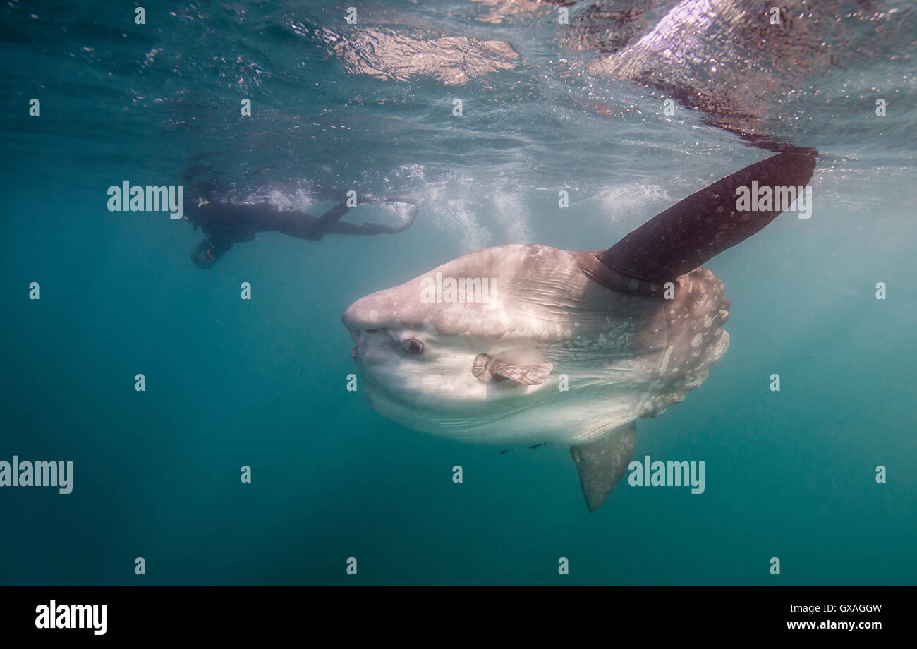 Sun fish, mola mola, swimming in the waters along the east coast of ...