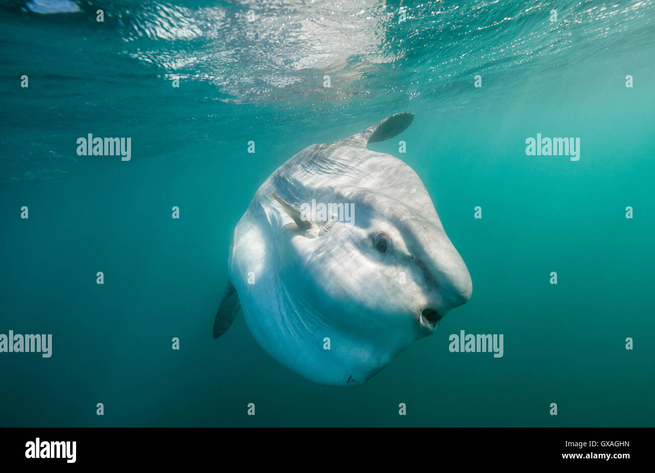 Sun fish, mola mola, swimming in the waters along the east coast of ...