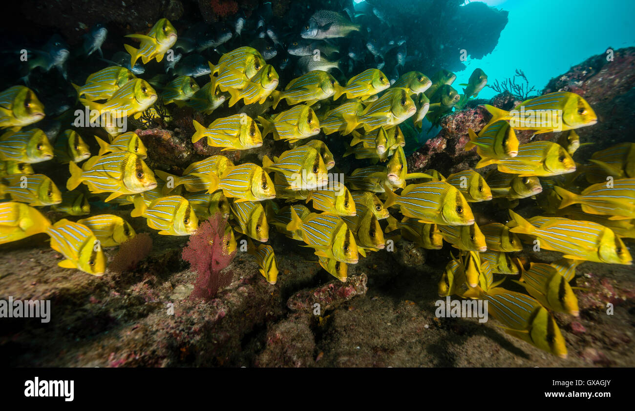 School of snapper, Cabo Pulmo, Mexico Stock Photo - Alamy