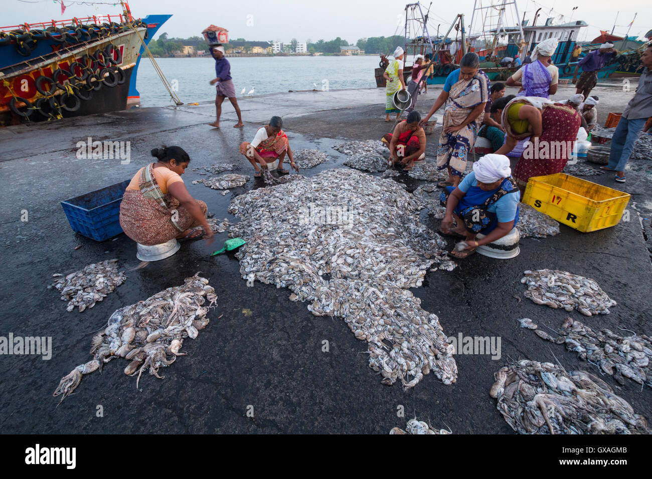 Squid for sale at asian fish market,Neendakara,Kollam,Kerala,india ...