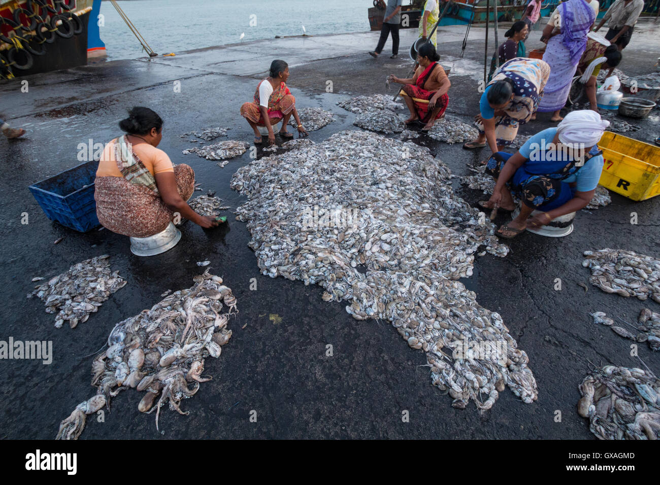 Squid for sale at asian fish market,Neendakara,Kollam,Kerala,india ...