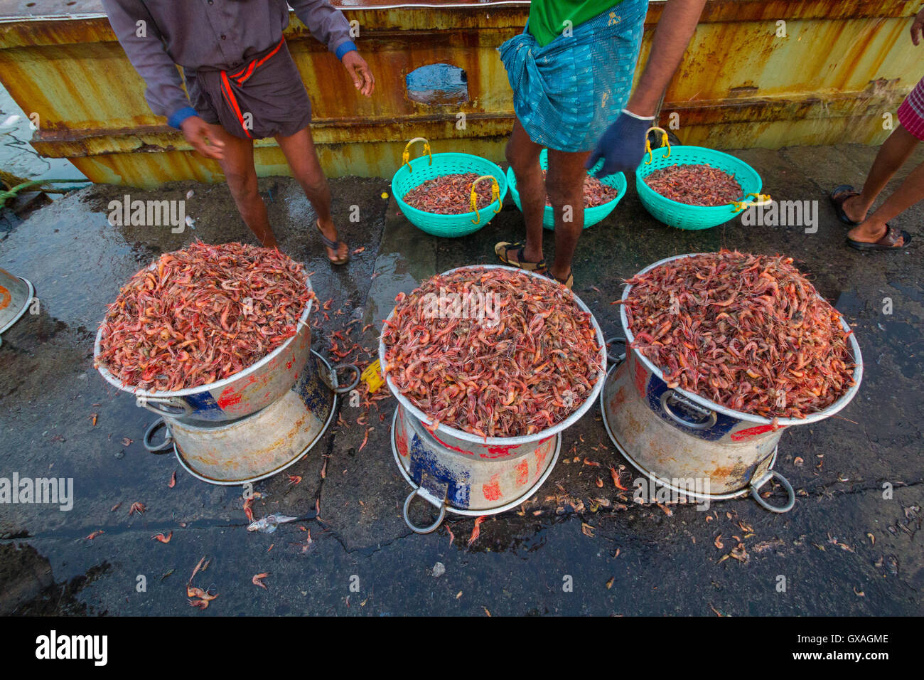 Giant prawn for sale at Neendakara fishing harbour, Kollam, Kerala ...