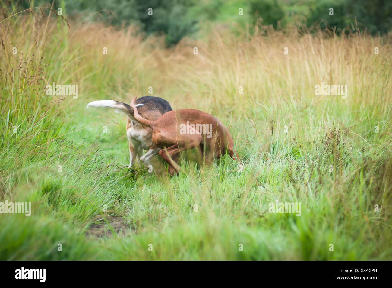 Two hunting dogs playing in green meadow Stock Photo - Alamy