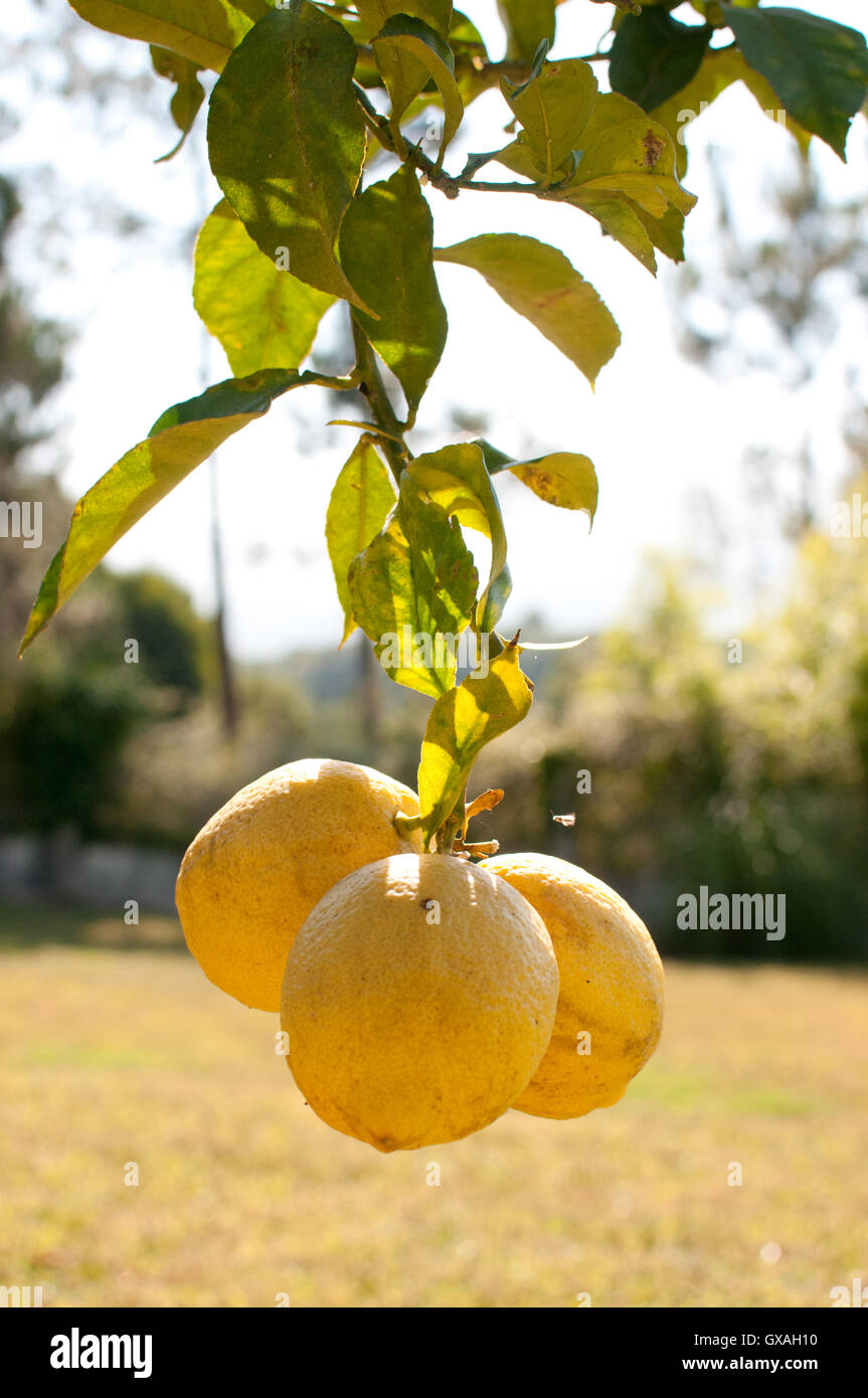 lemons hanging from tree Stock Photo - Alamy