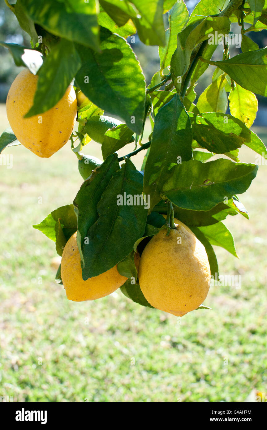 Growing green lemons hi-res stock photography and images - Alamy