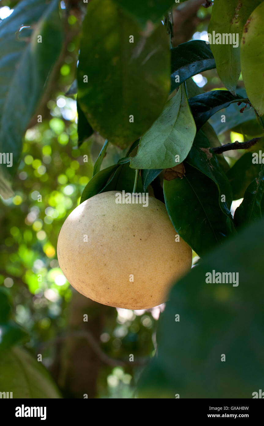 grapefruit growing on tree Stock Photo - Alamy