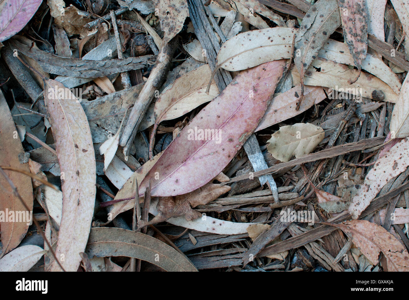 Pink eucalyptus leaves hi-res stock photography and images - Alamy