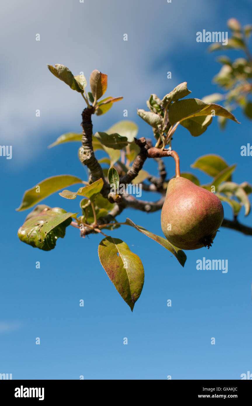 Sky with pear tree hi-res stock photography and images - Alamy