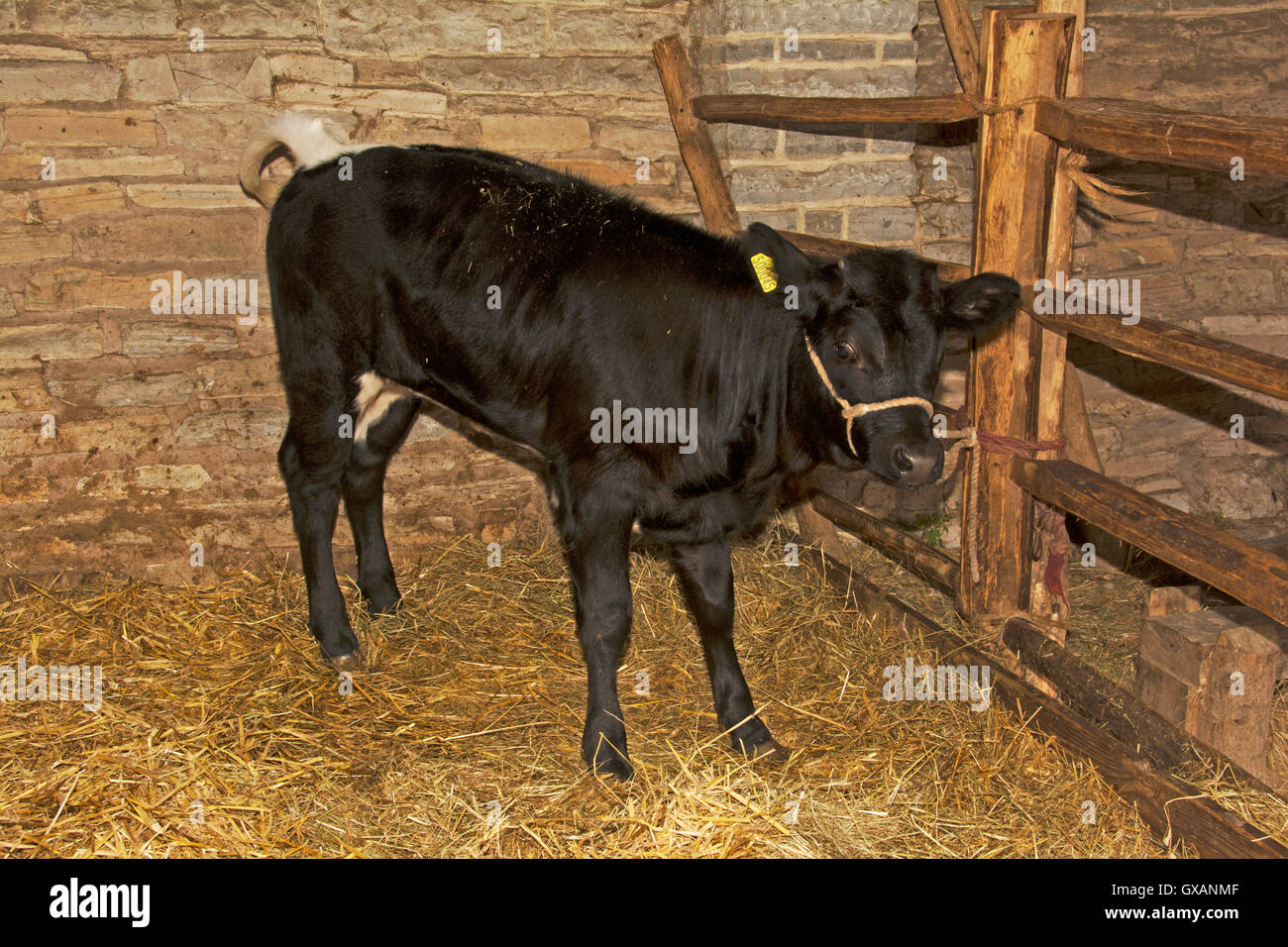 Gloucester cattle hi-res stock photography and images - Alamy