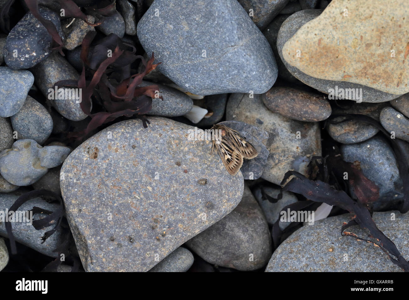 Antler Moth (Cerapteryx graminis Stock Photo - Alamy