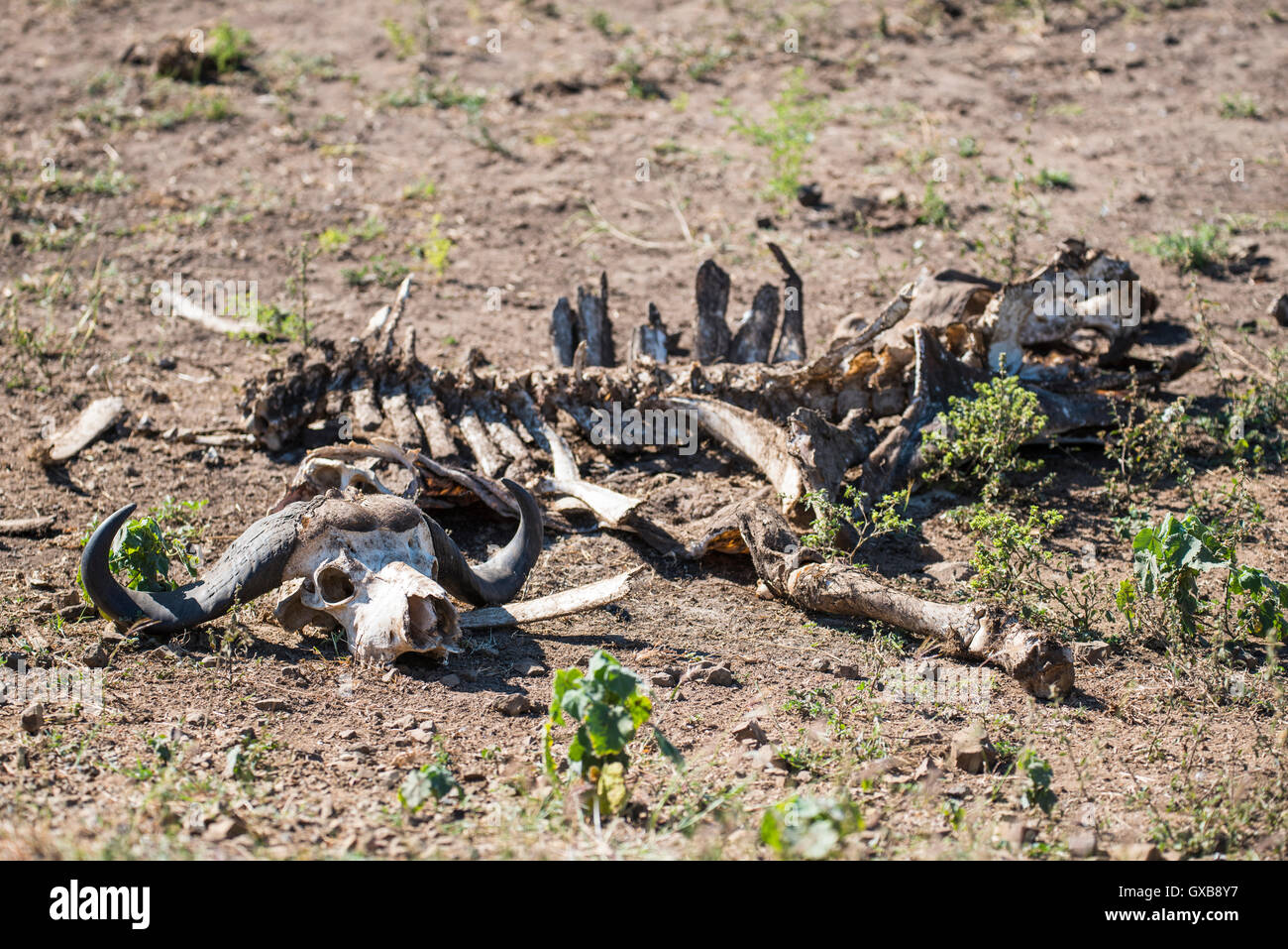 Buffalo carcass in the Kruger National Park Stock Photo - Alamy