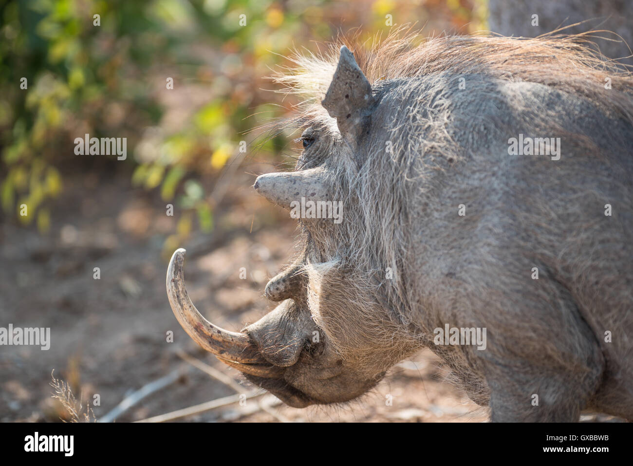 Warts hi-res stock photography and images - Alamy