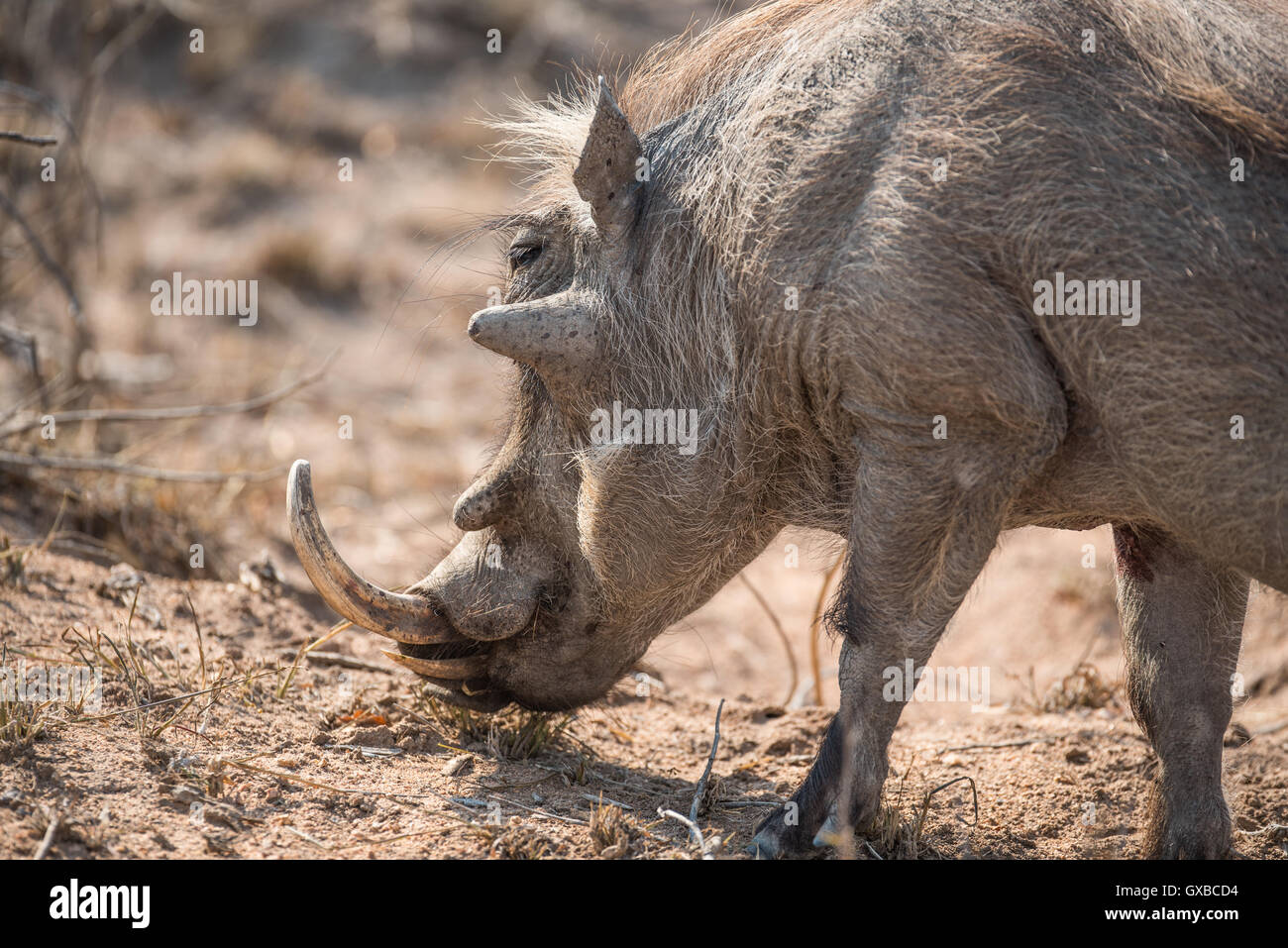 Male warthog eating in the Kruger National Park Stock Photo - Alamy