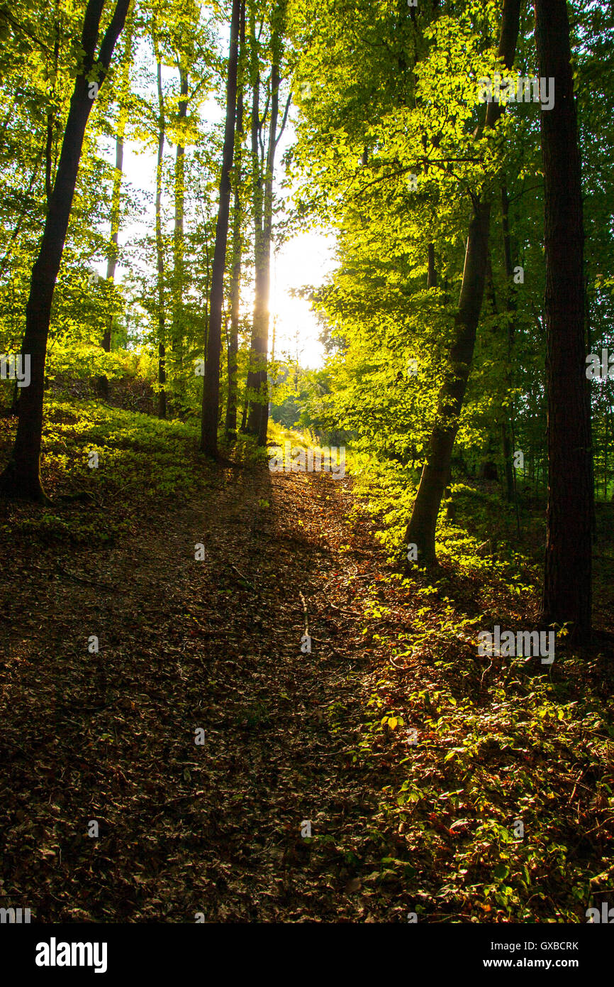 morning light in a forest Stock Photo - Alamy