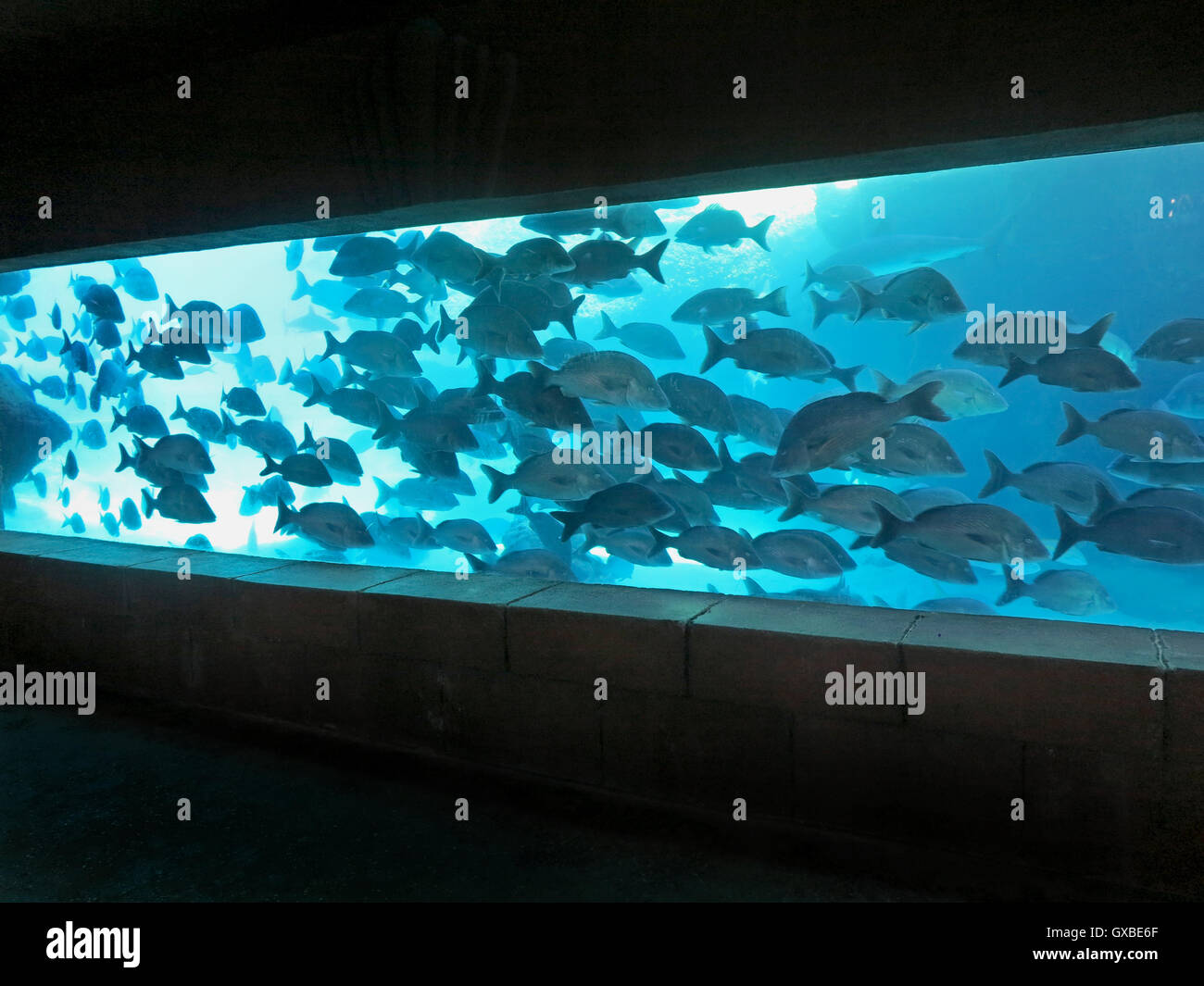 A large group of fish swimming in a tank Stock Photo - Alamy