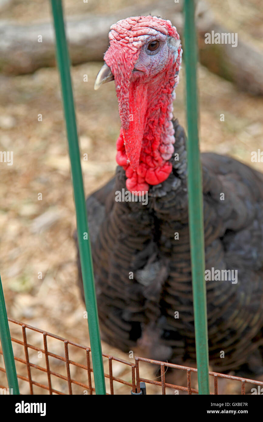 Turkey cage pen poultry bird hi-res stock photography and images - Alamy
