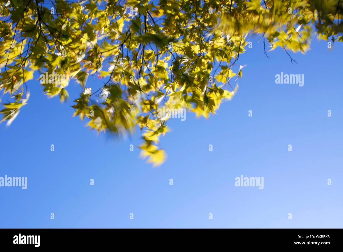Gust of wind leaves hi-res stock photography and images - Alamy