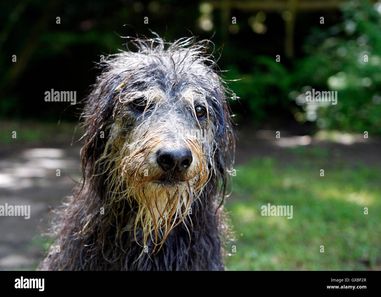Scruffy dog hi-res stock photography and images - Alamy