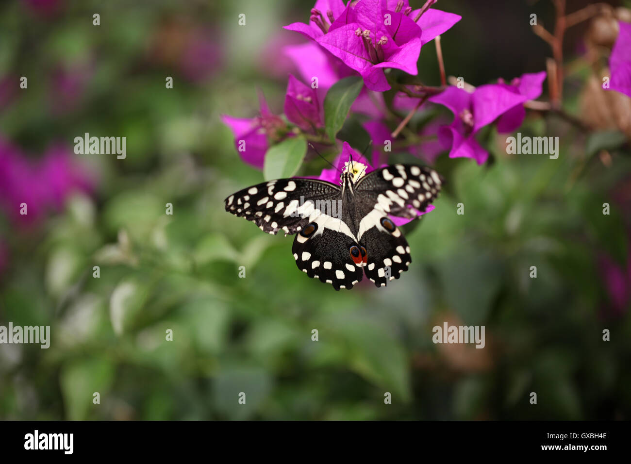 Papilo High Resolution Stock Photography and Images - Alamy