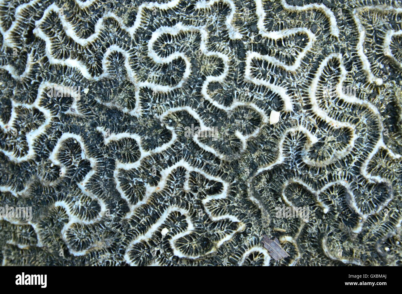 The texture of a shell Stock Photo - Alamy