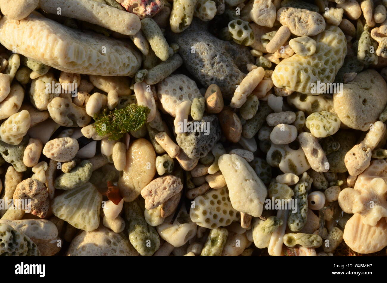 Stones and shells on the beaches of Cuba Stock Photo - Alamy