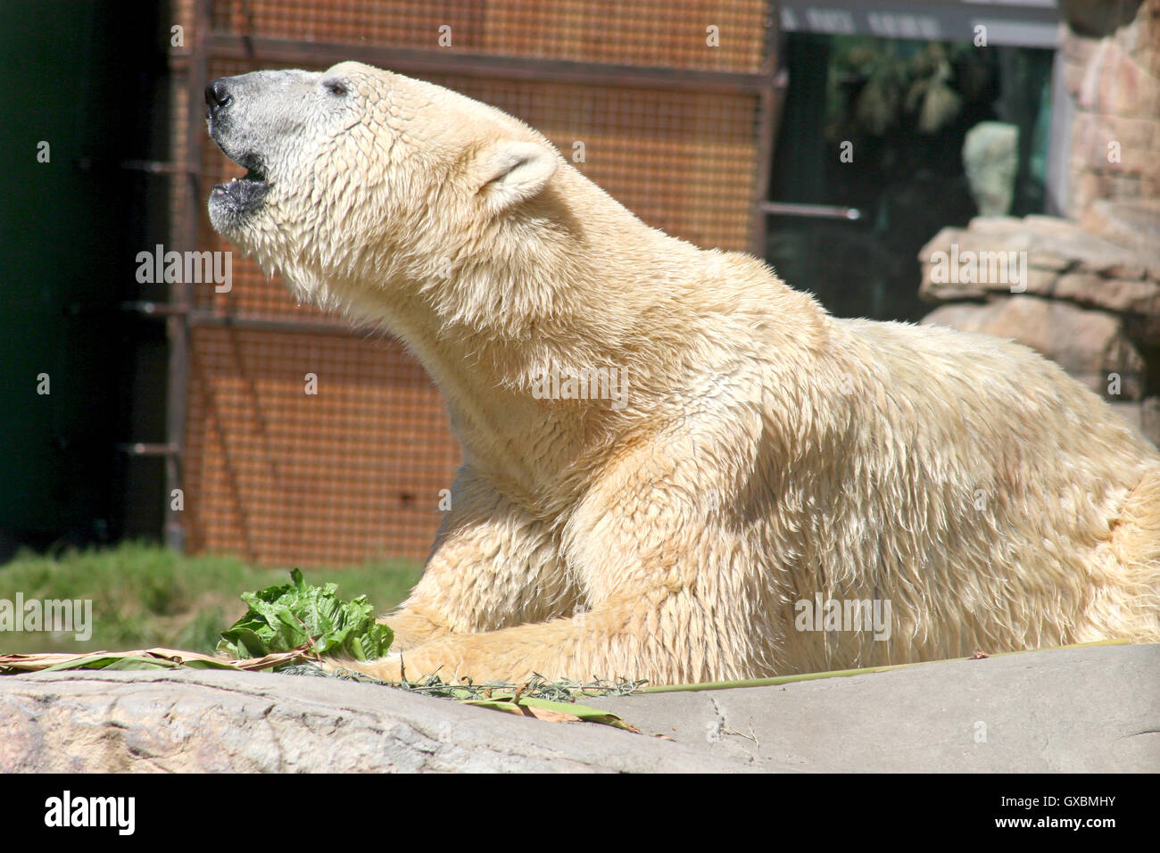 A Polar Bear laying down and resting Stock Photo - Alamy