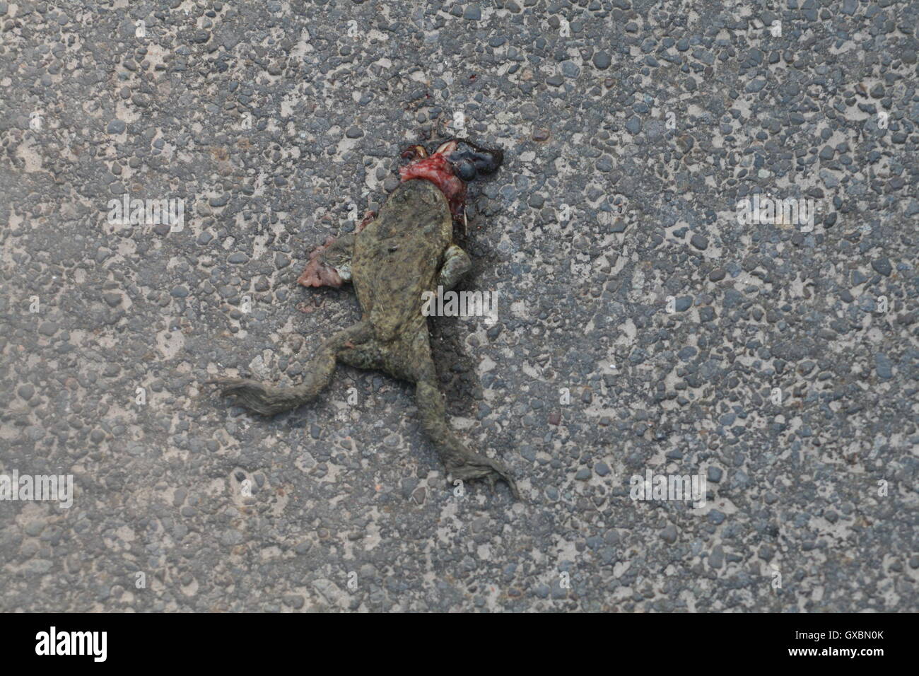 A frog squashed by a car on a road with its innards coming out through ...