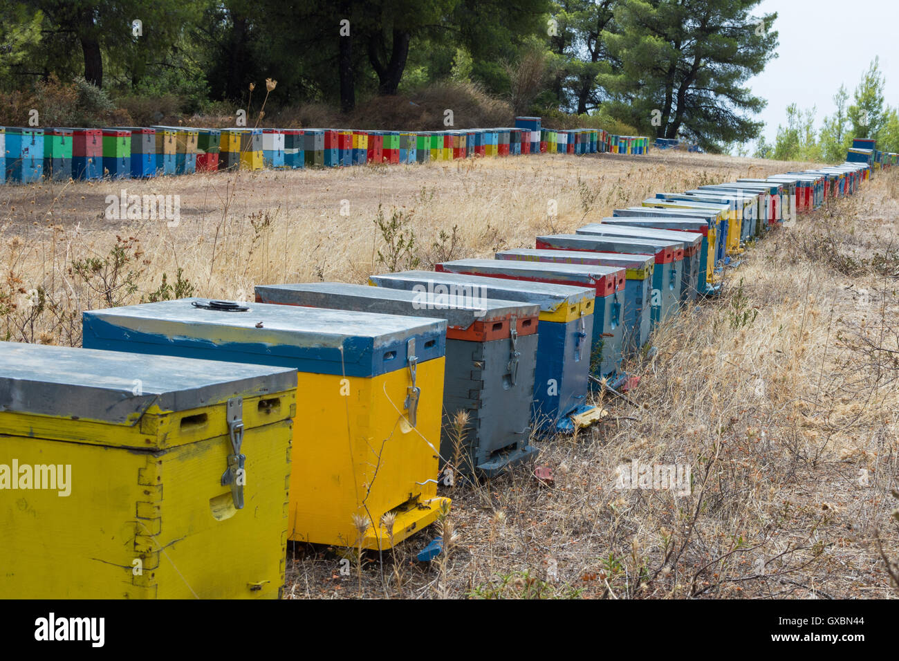 Beehives pine trees High Resolution Stock Photography and Images - Alamy
