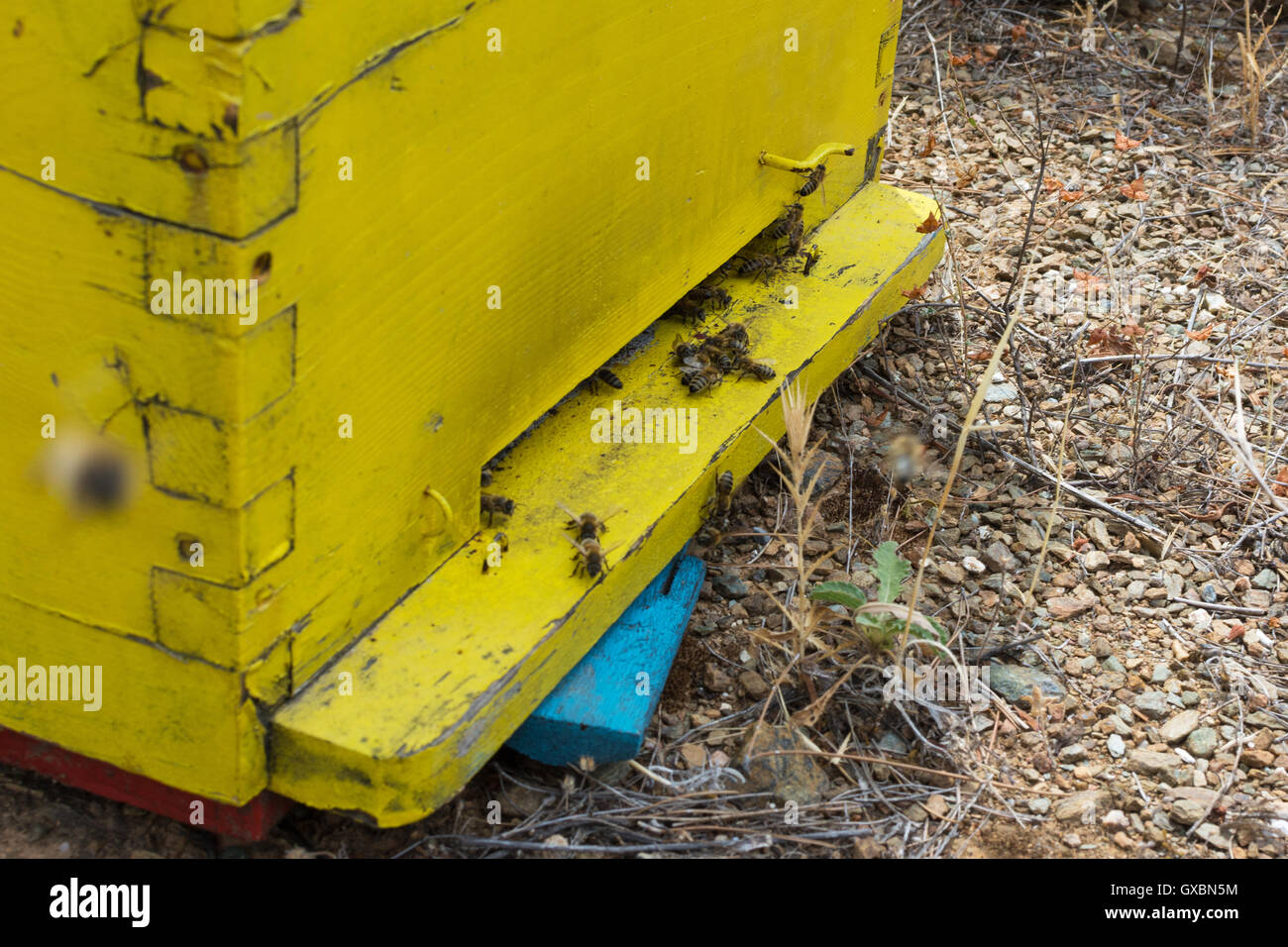 Bees Coming In and Out of Their Yellow Beehive. Wooden Bee Hive Close ...