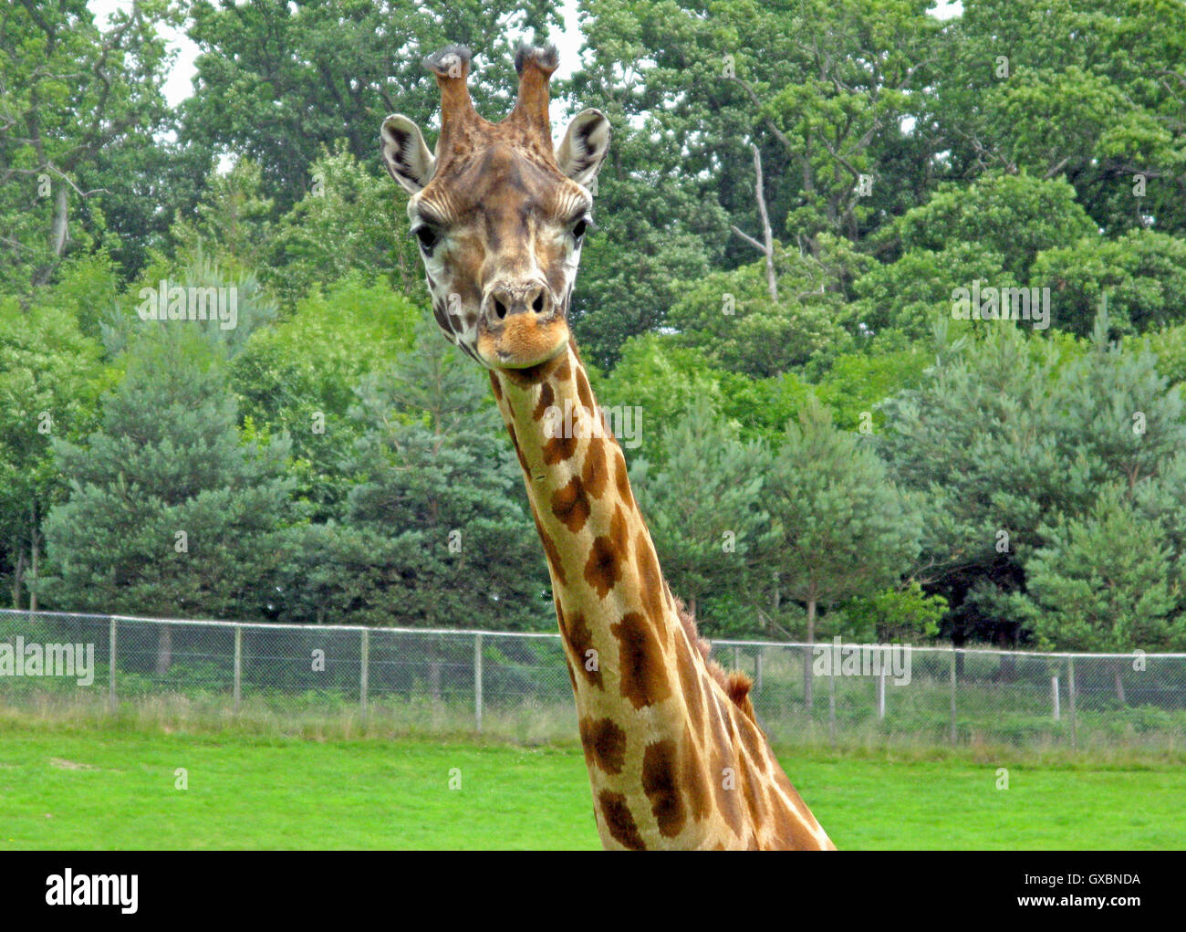 A giraffe head and neck with trees behind Stock Photo - Alamy