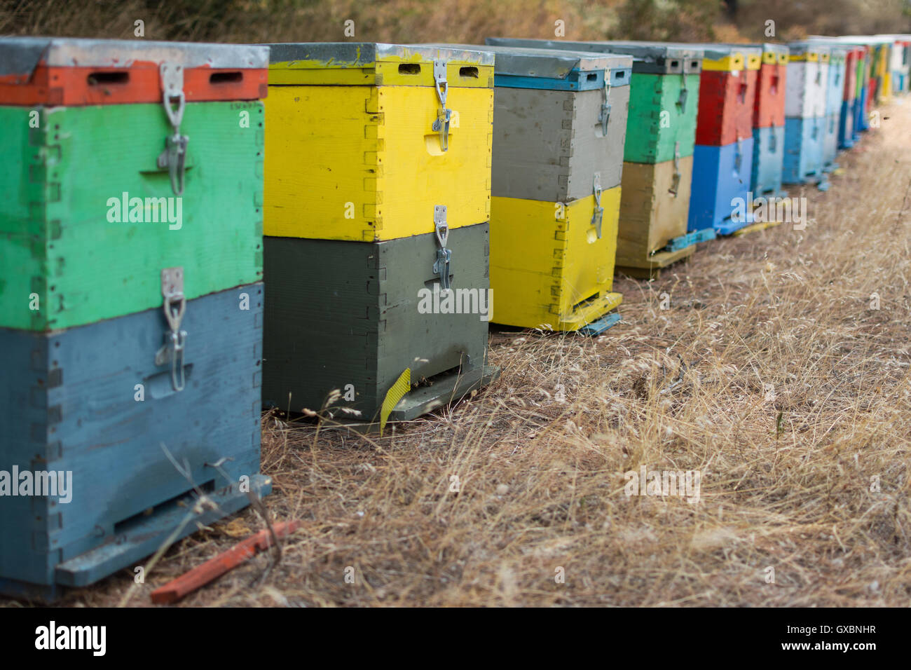 Beehives pine trees High Resolution Stock Photography and Images - Alamy