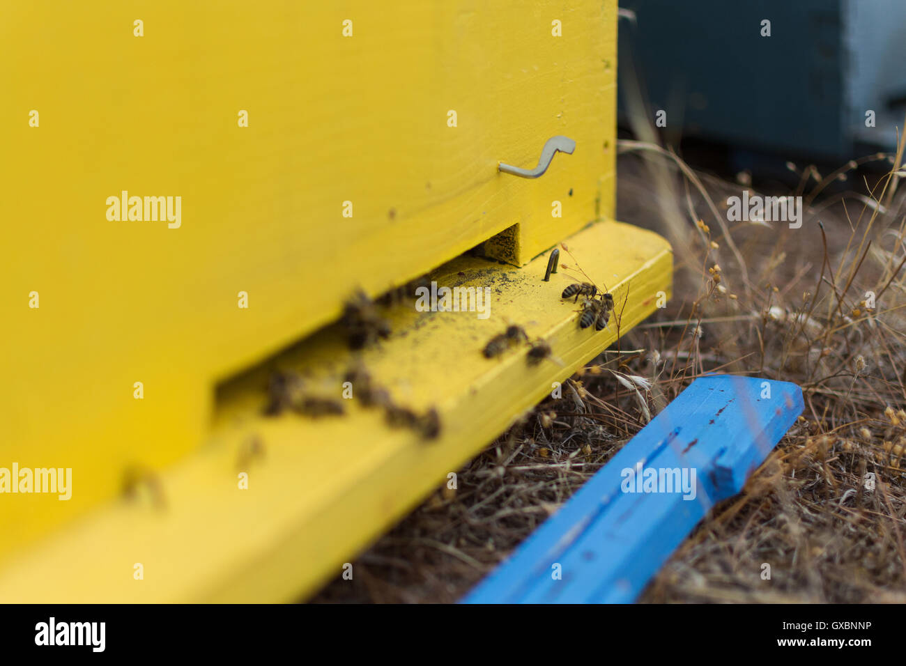 Honey Bees Swarming and Flying Around Their Beehive. Selective Focus ...