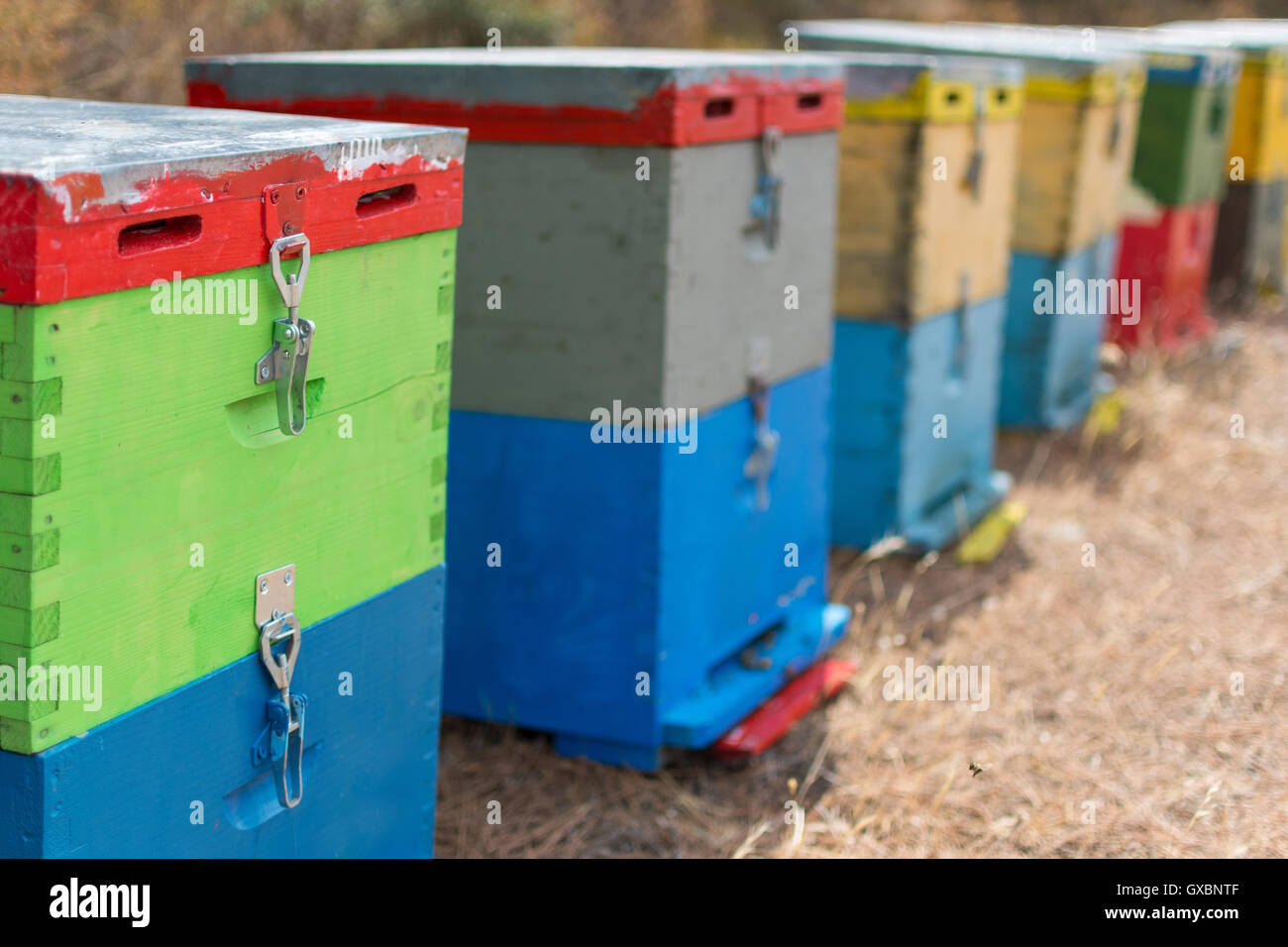 Row of Colorful Bee Hives With Trees in the Background. Bee Hives Next ...