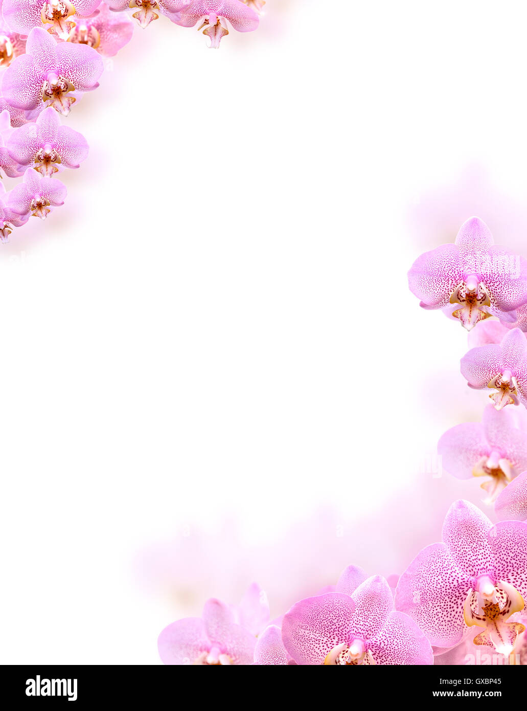 Orchid flower border hi-res stock photography and images - Alamy