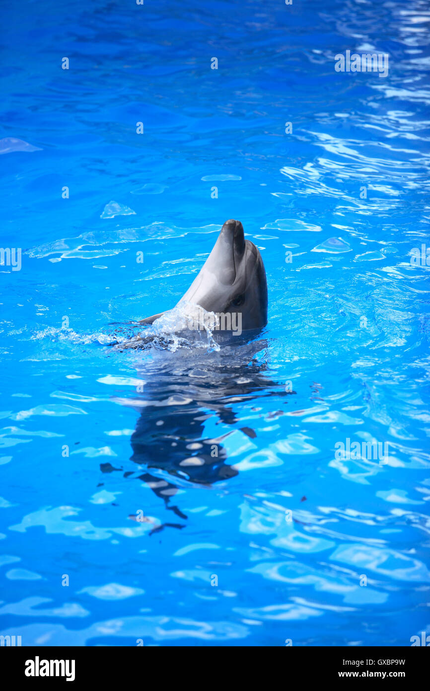 Nice trained dolphin standing in blue water Stock Photo - Alamy