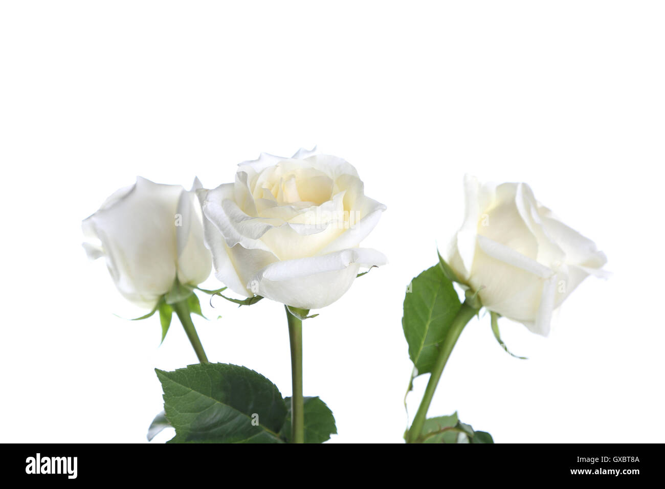 Three dozen roses hi-res stock photography and images - Alamy