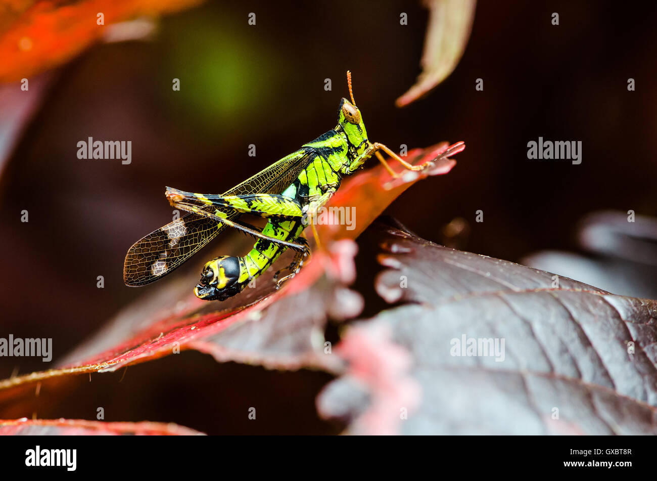 Unique grasshopper hi-res stock photography and images - Alamy