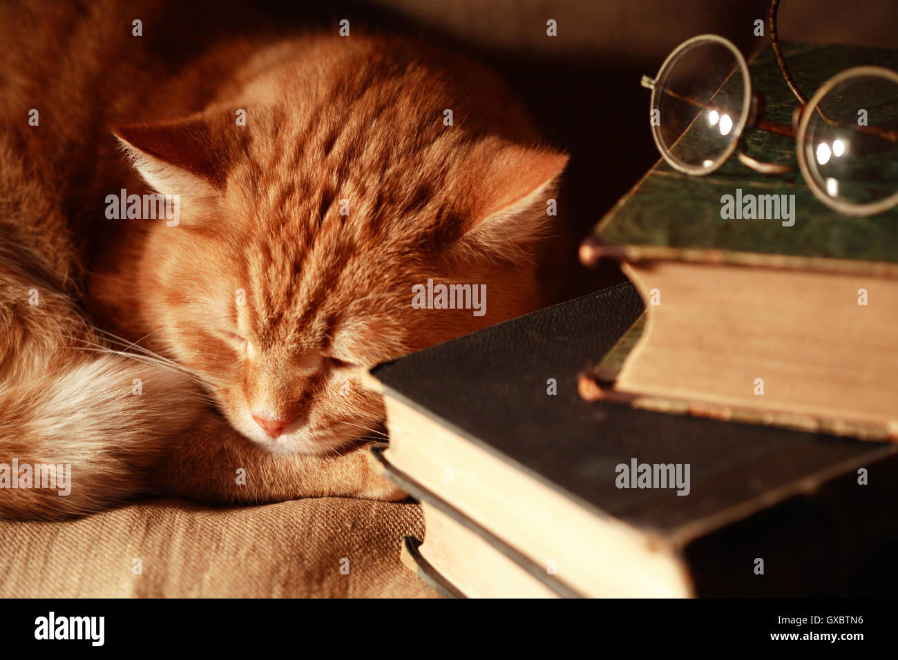 Cat And Books Stock Photo - Alamy