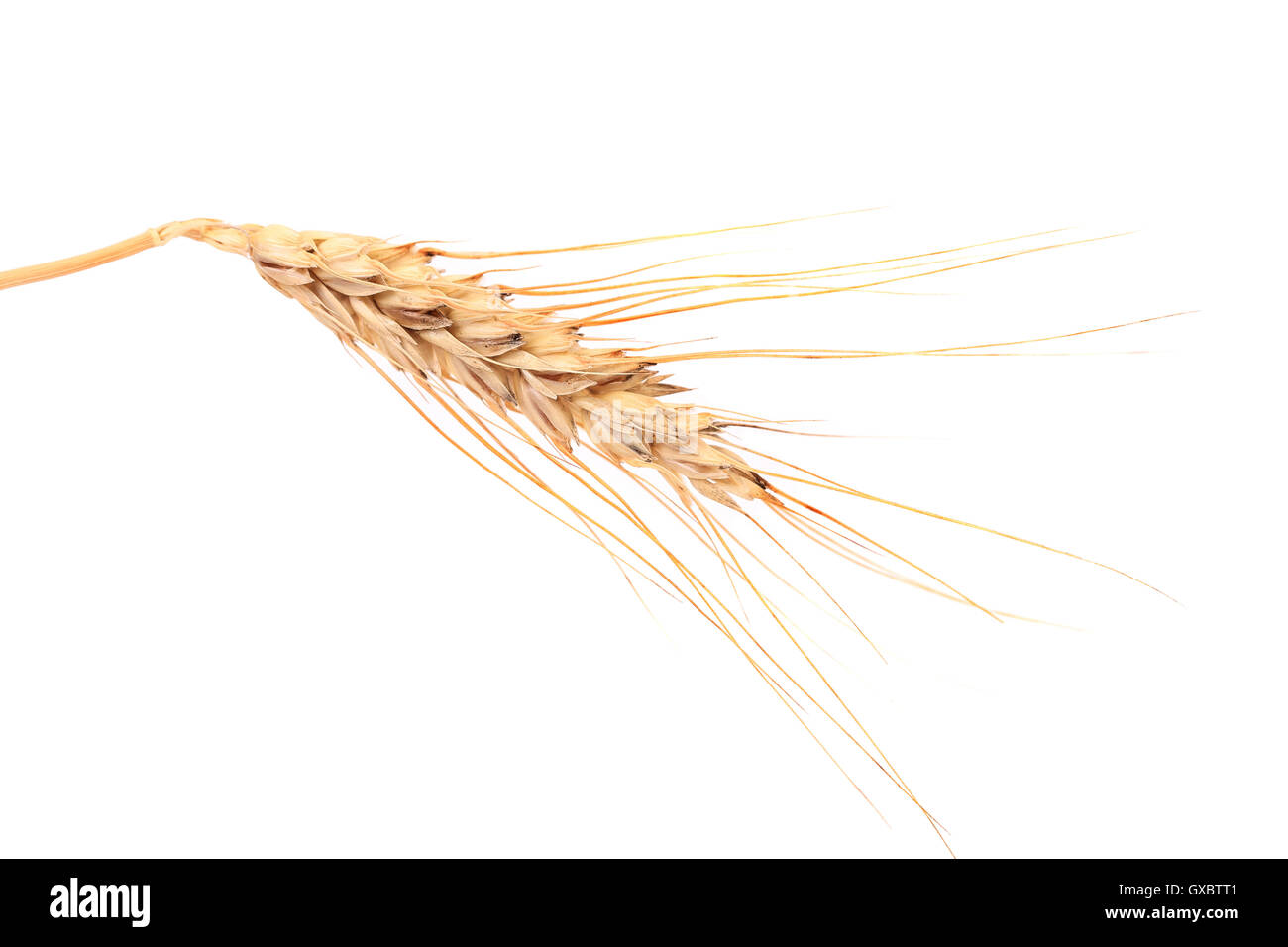 The ripe wheat Cut Out Stock Images & Pictures - Alamy