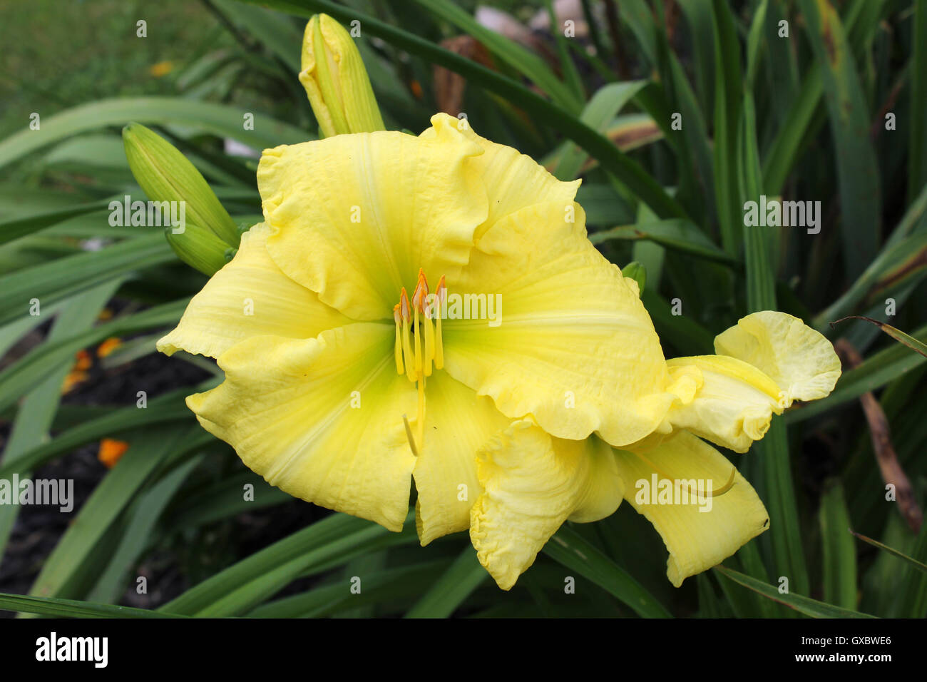 Yellow Gladiola Flower Stock Photo - Alamy