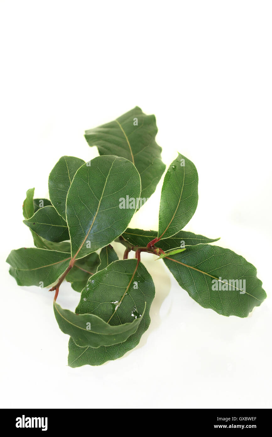 Traditional laurel Cut Out Stock Images & Pictures - Alamy