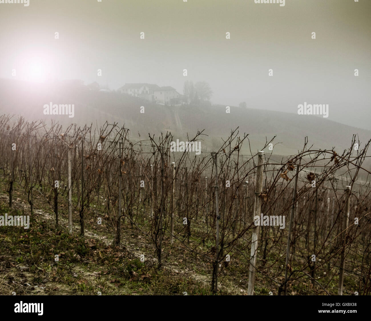 Lots of vines hi-res stock photography and images - Alamy