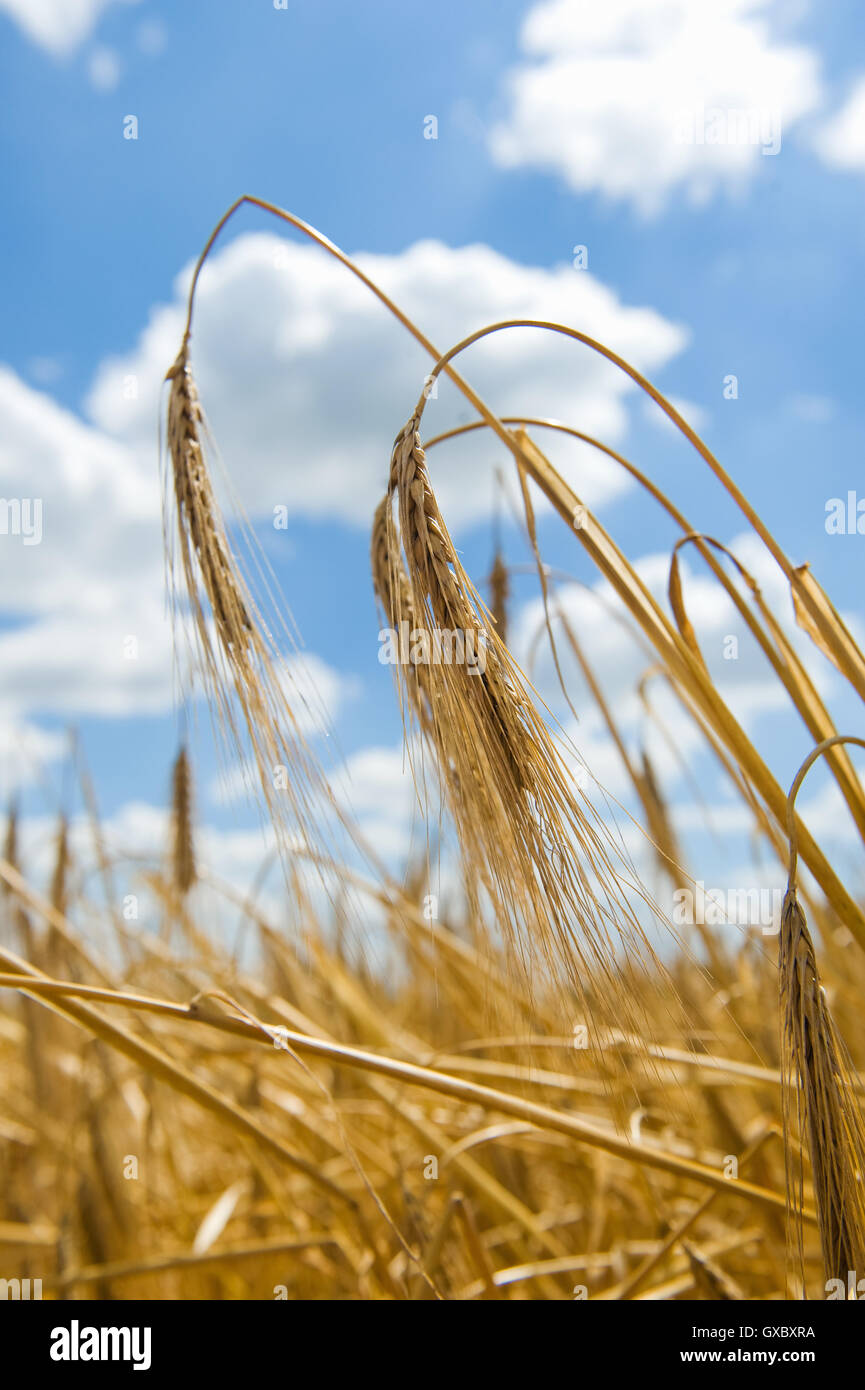 Ears of wheat field hi-res stock photography and images - Alamy