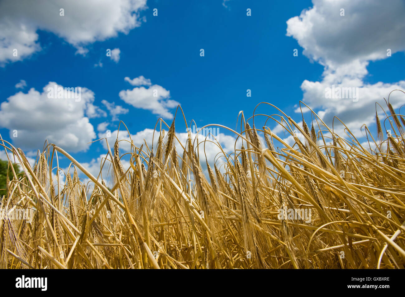 Golden wheat hi-res stock photography and images - Alamy