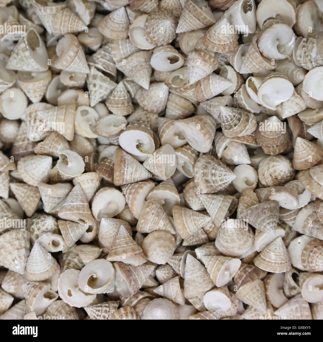 Lot of shells different sizes Stock Photo - Alamy