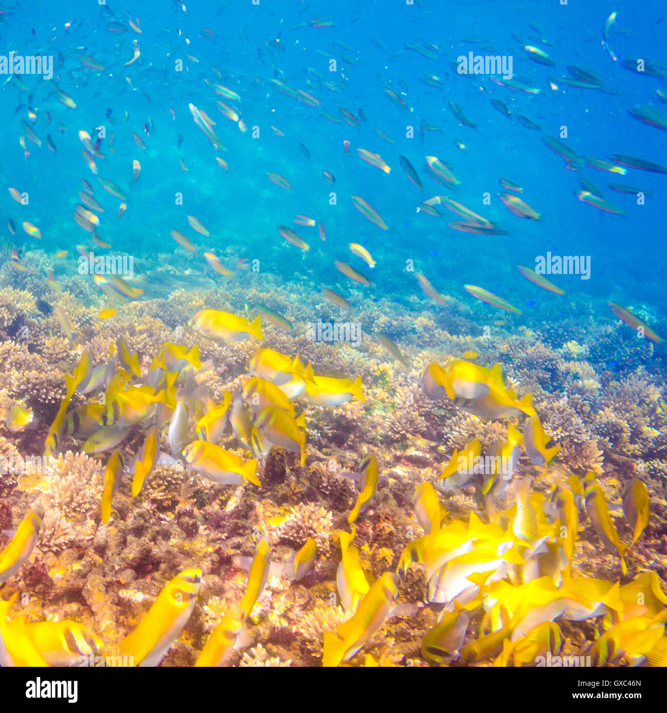 School Yellow Fish, Coral reef with soft and hard corals with exotic ...