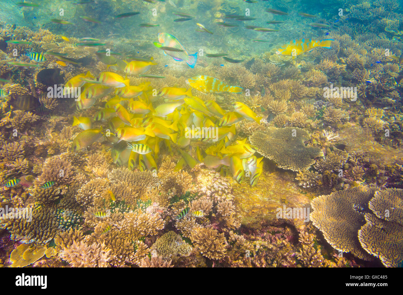 School Yellow Fish, Coral reef with soft and hard corals with exotic ...